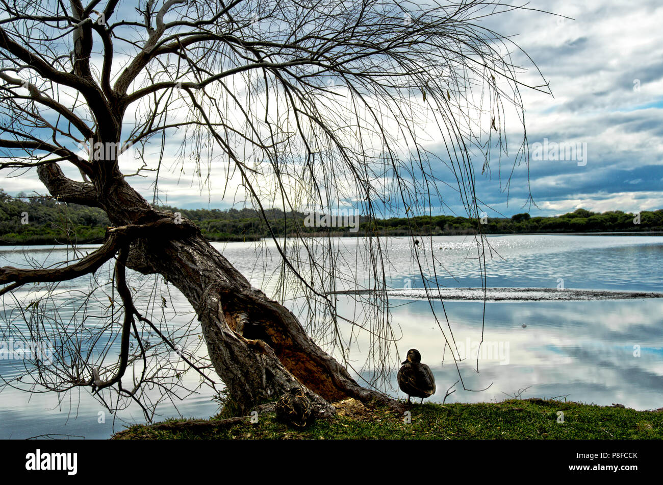 Duck standing under a tree by a lake Stock Photo - Alamy