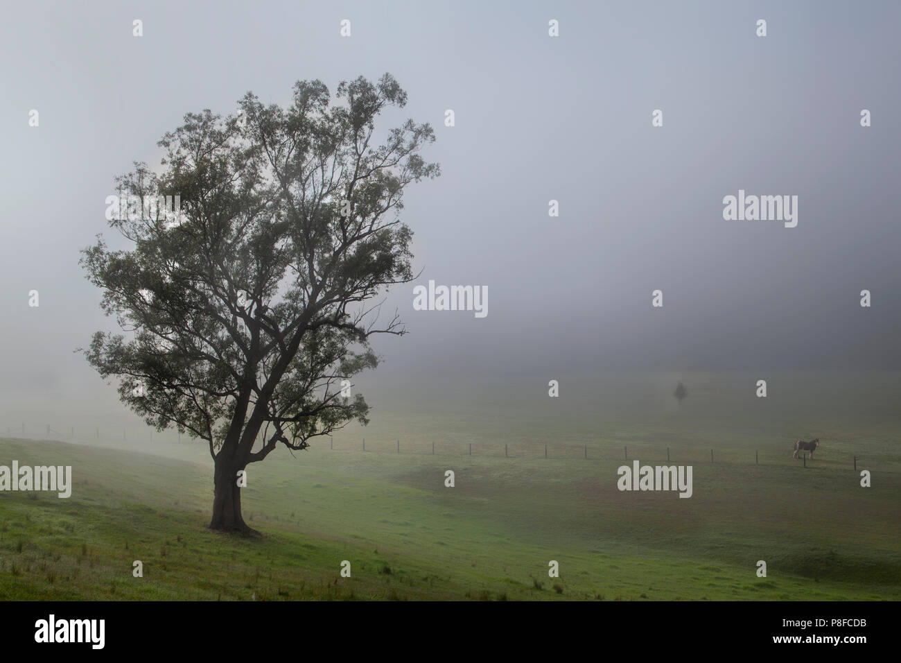 Mist australia hi-res stock photography and images - Alamy