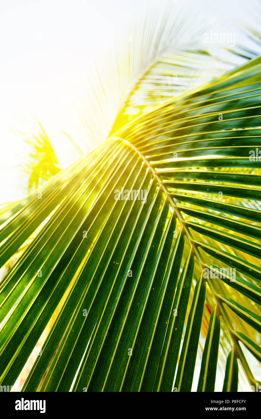 Beauty leaf tree hi-res stock photography and images - Alamy