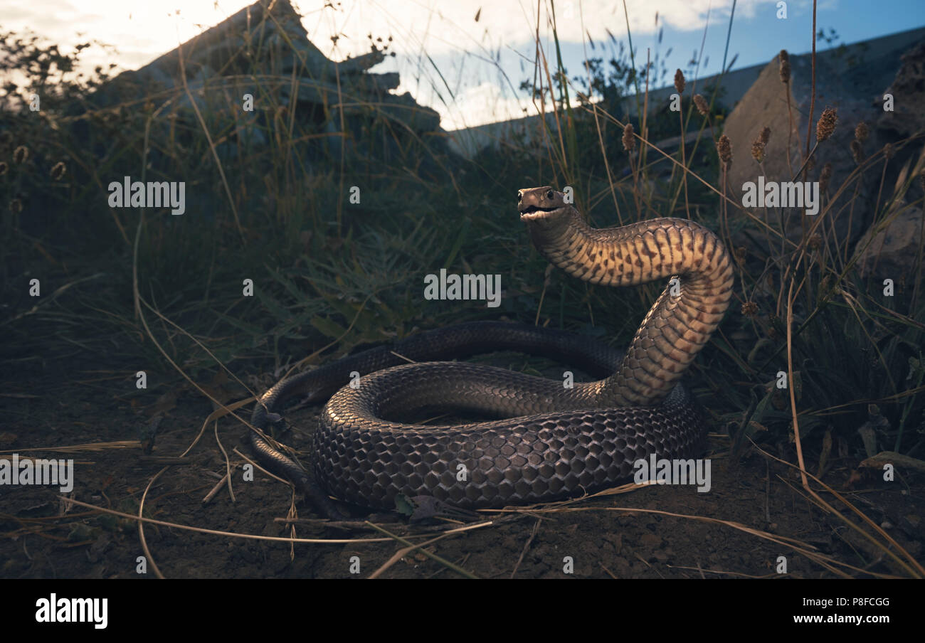 Eastern brown snake (Pseudonaja textilis) ready to strike, Melbourne ...