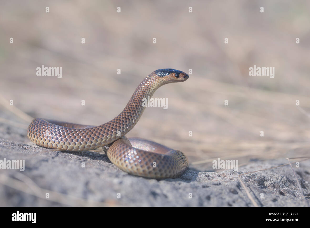 Whip snake (Parasuta flagellum) on basalt outcrop in grasslands ...