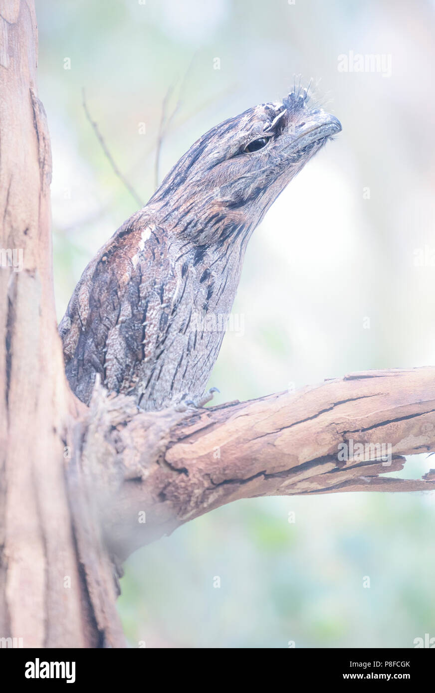 Australia tawny frogmouth frogmouth podargus strigoides australia hi ...