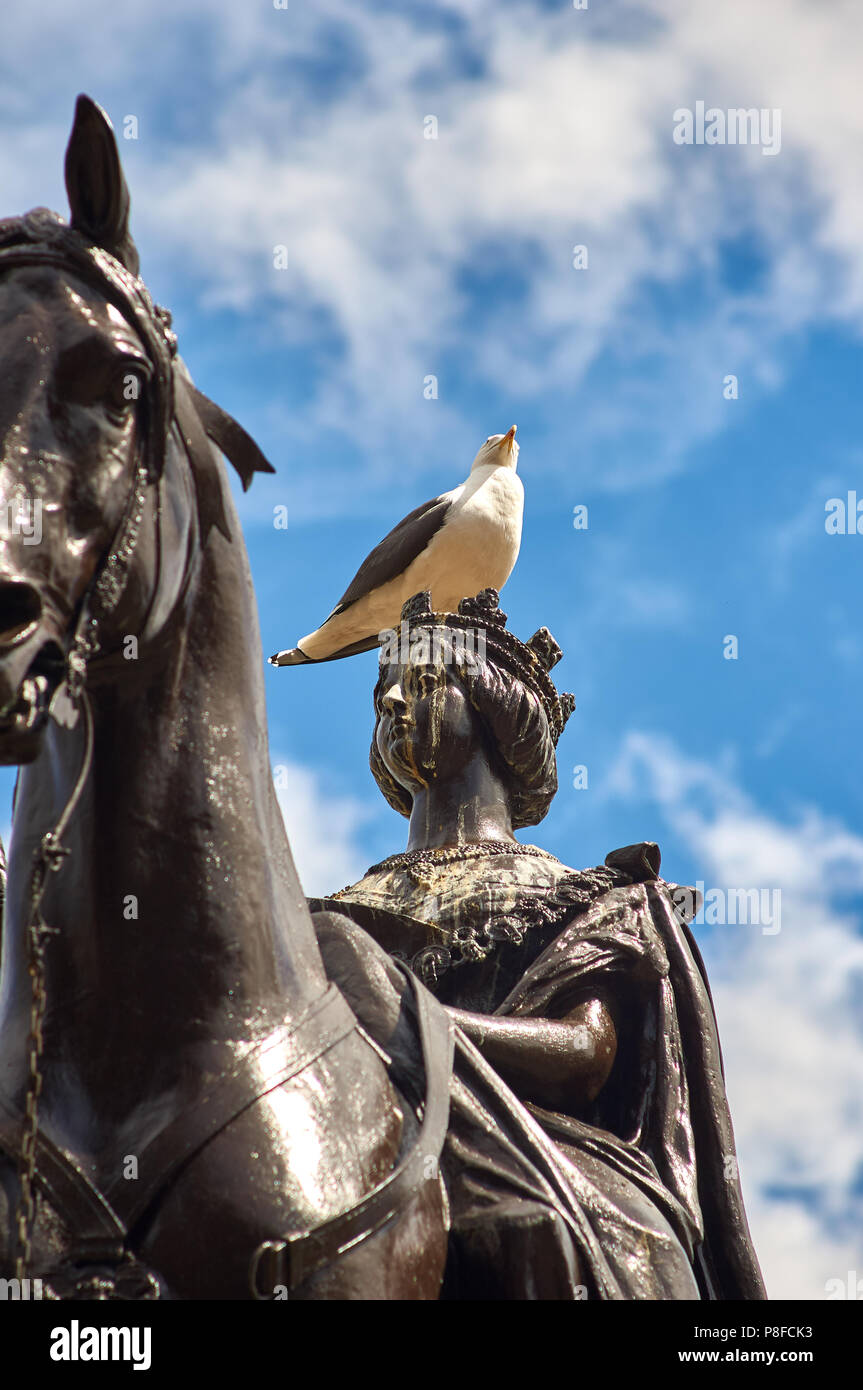 Common gull (Larus canus) commonly called seagull, leaving droppings on ...