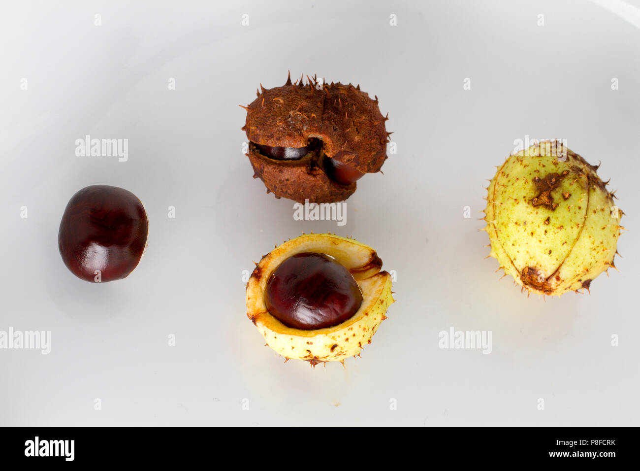 Chestnut in all forms hi-res stock photography and images - Alamy