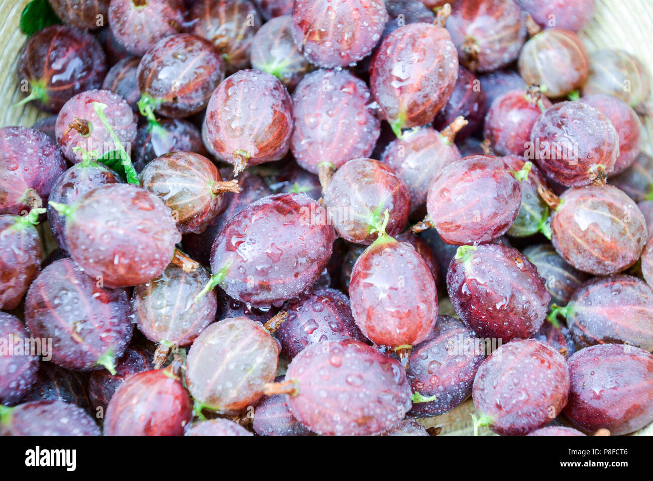 Deep red gooseberries hi-res stock photography and images - Alamy