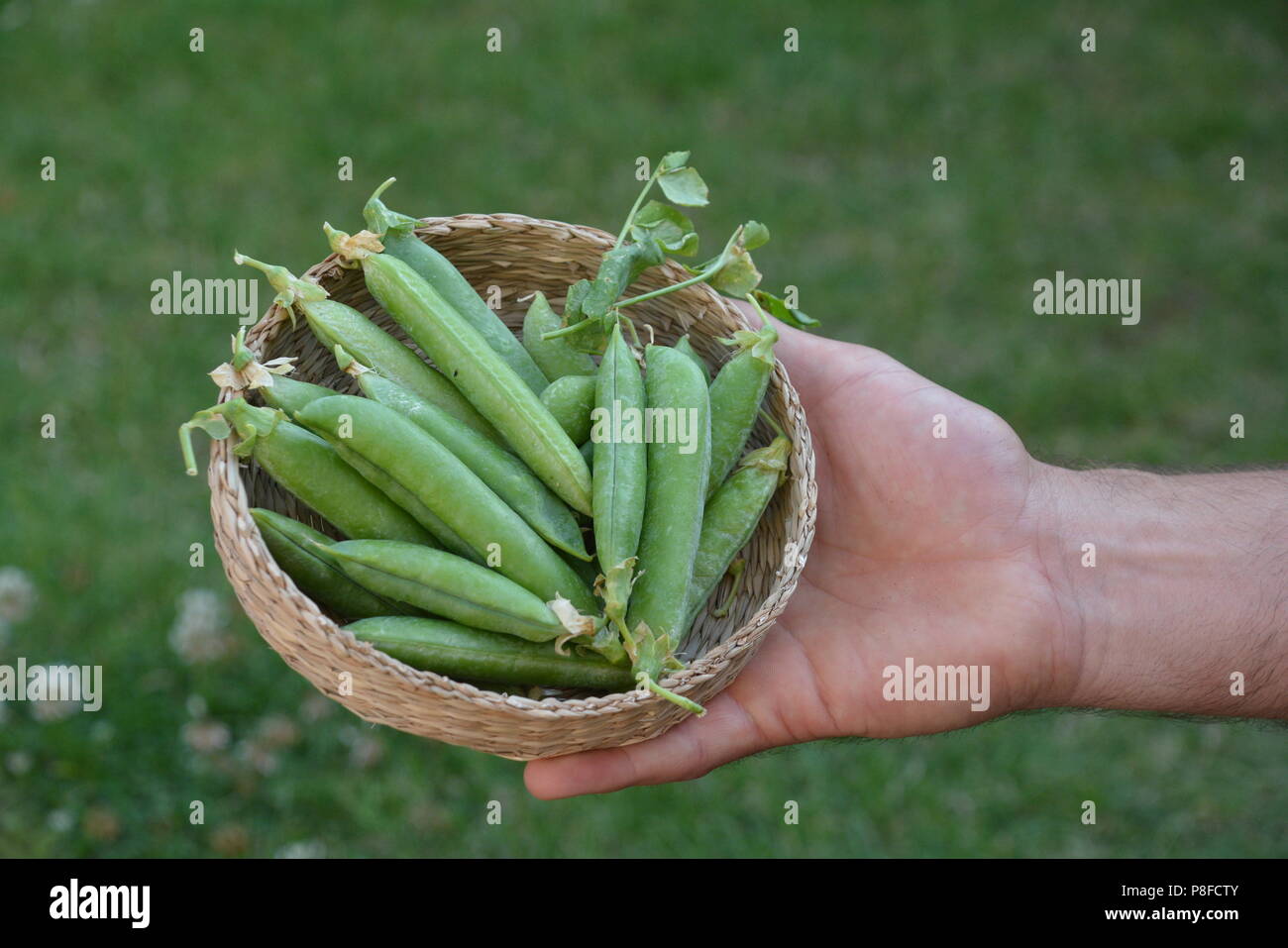 Hand picked locally grown fresh peas in a pod Stock Photo - Alamy