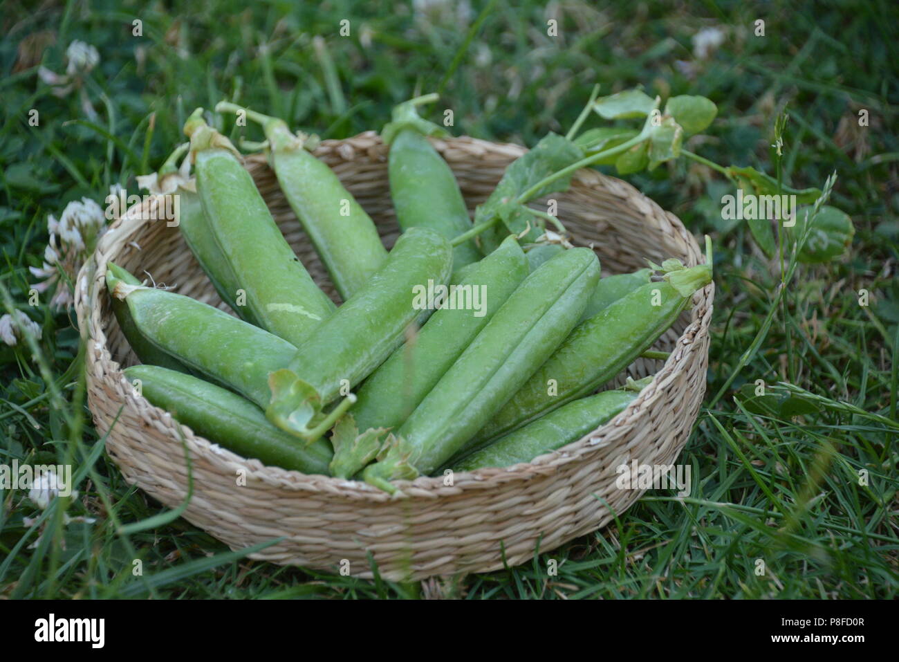 Hand picked locally grown fresh peas in a pod Stock Photo - Alamy