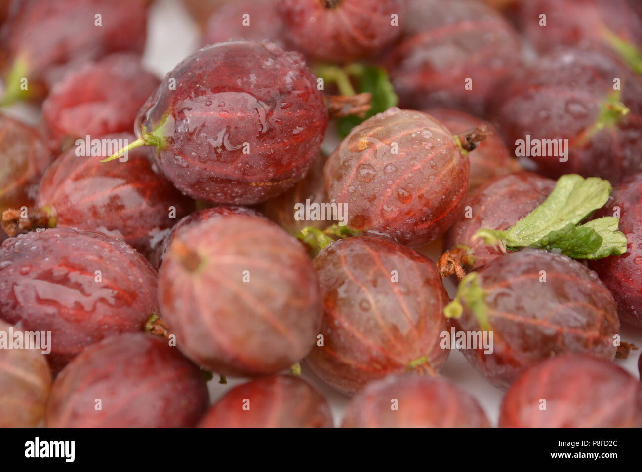 Red gooseberry Hinnonmäki, delicious inside with a tangy outer skin ...