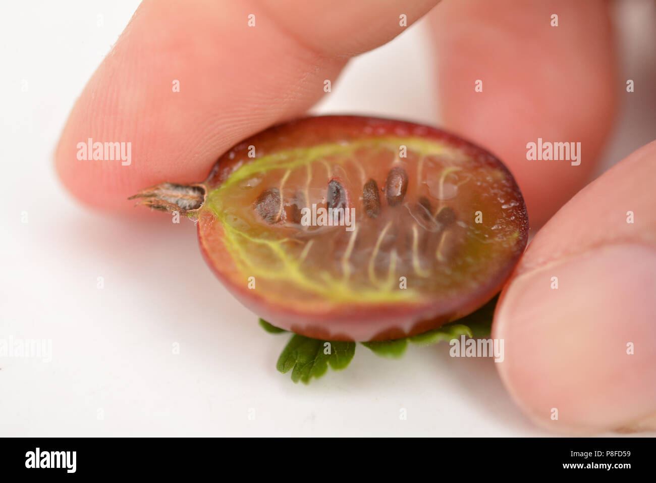 Red gooseberry Hinnonmäki, delicious inside with a tangy outer skin ...