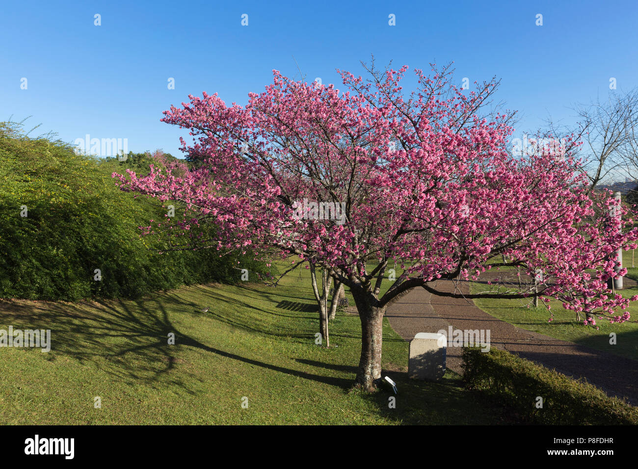 Flowering of cherry trees in the botanic garden of Curitiba Stock Photo ...