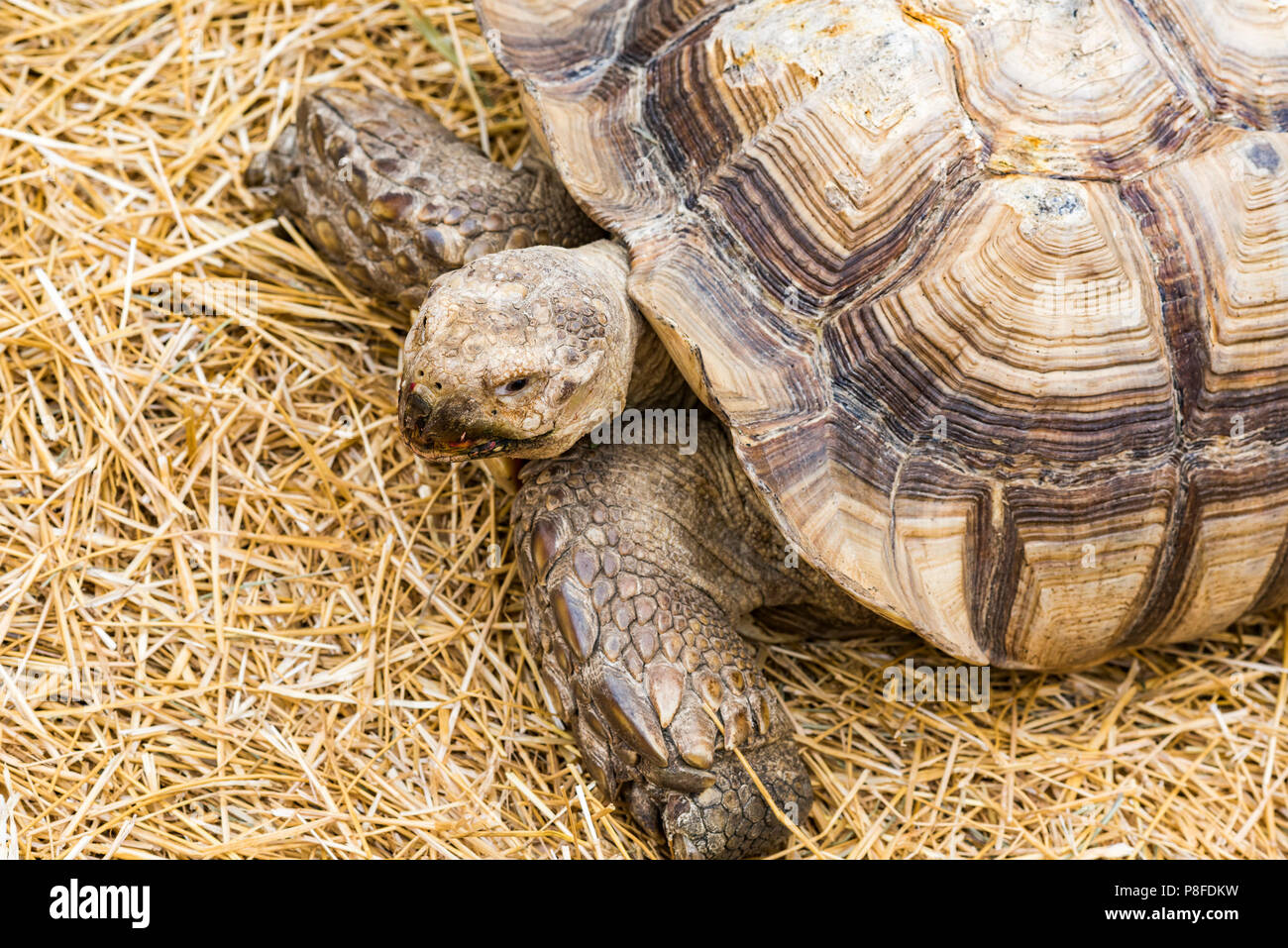 Captive tortoise hi-res stock photography and images - Alamy