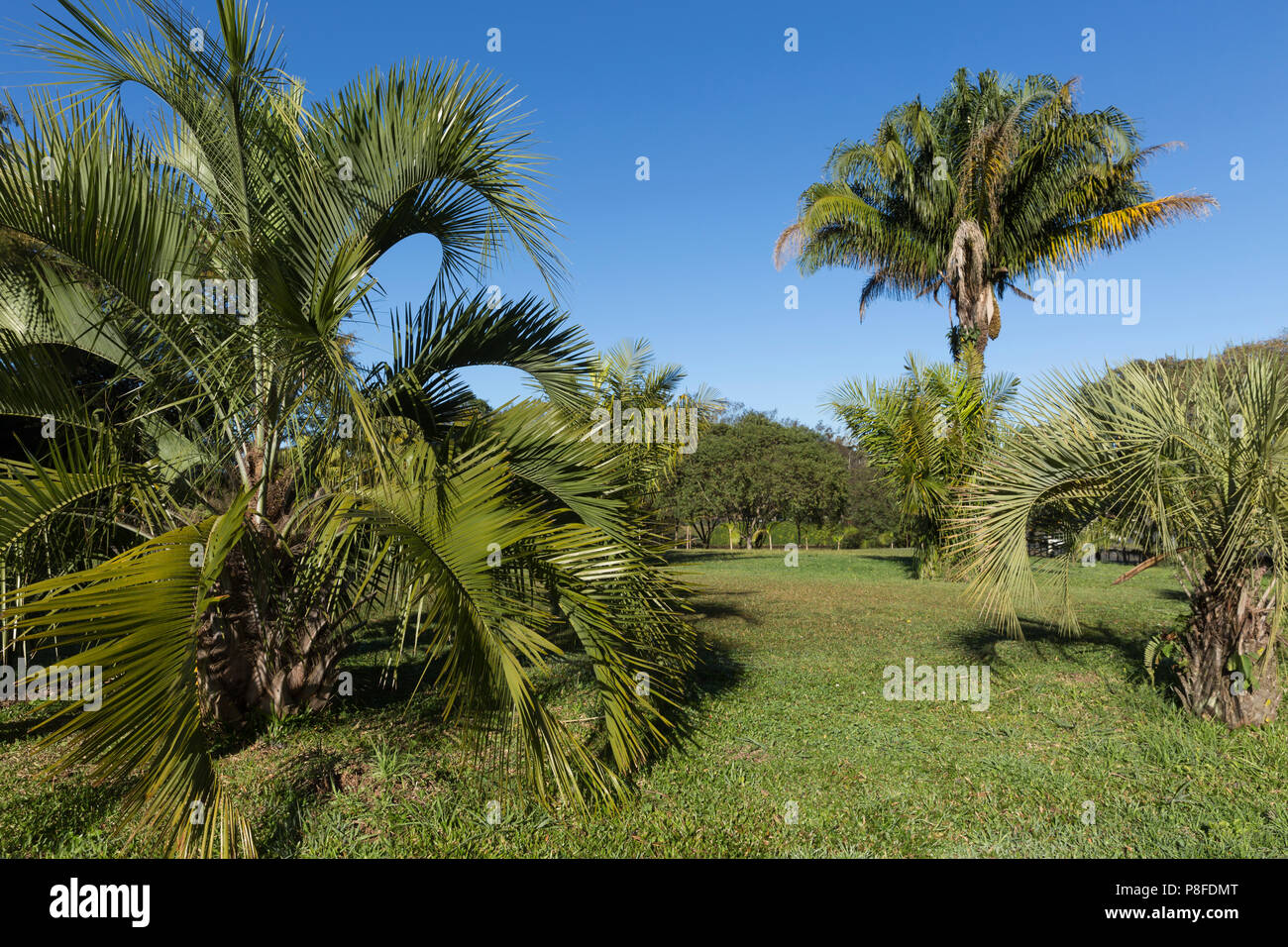 Beautiful garden with palm trees Stock Photo - Alamy