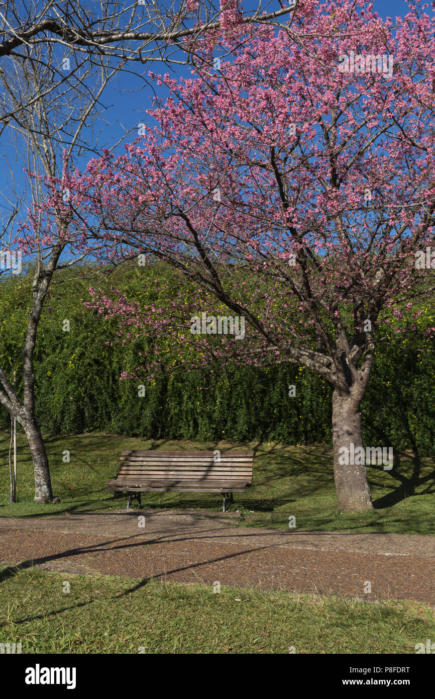 Flowering of cherry trees in the botanic garden of Curitiba Stock Photo ...