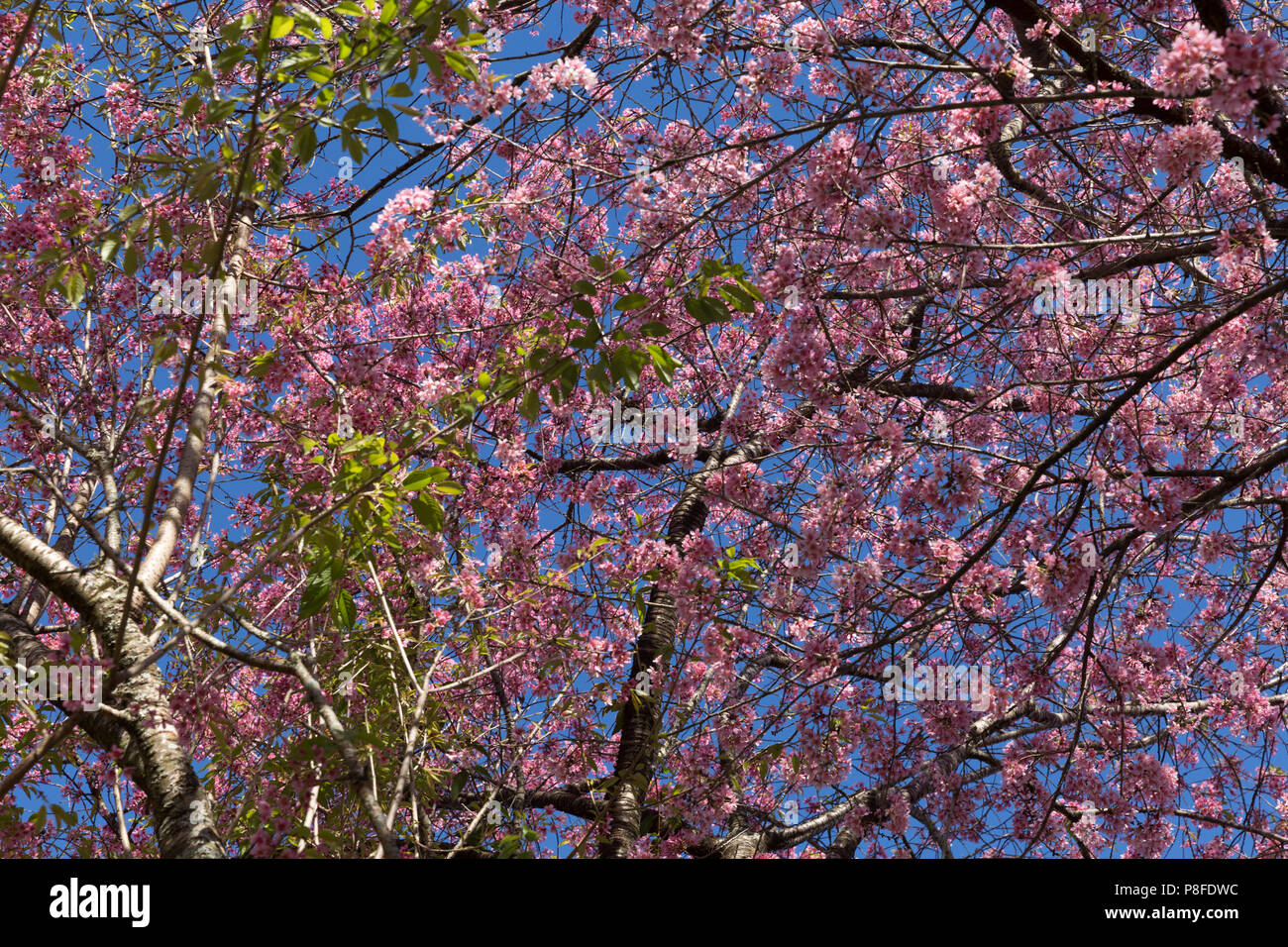 Flowering of cherry trees in the botanic garden of Curitiba Stock Photo ...