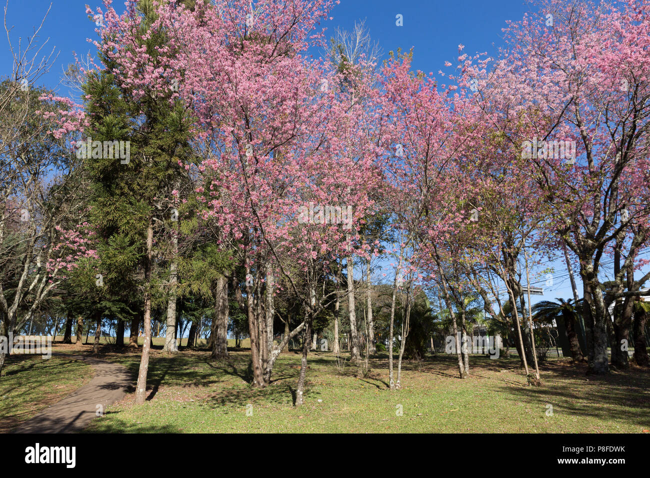 Flowering of cherry trees in the botanic garden of Curitiba Stock Photo ...