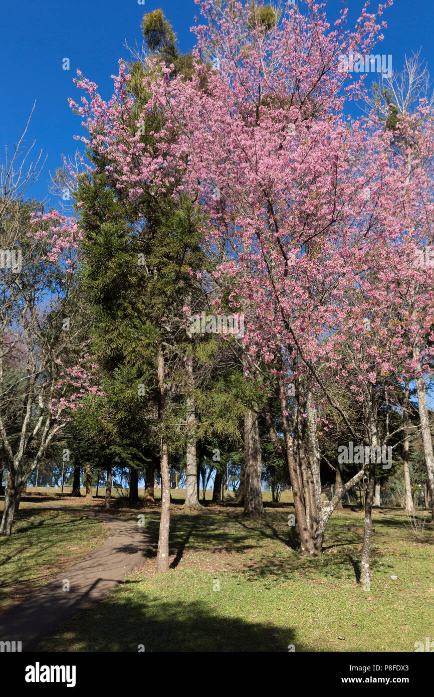 Curitiba brazil forest hi-res stock photography and images - Alamy