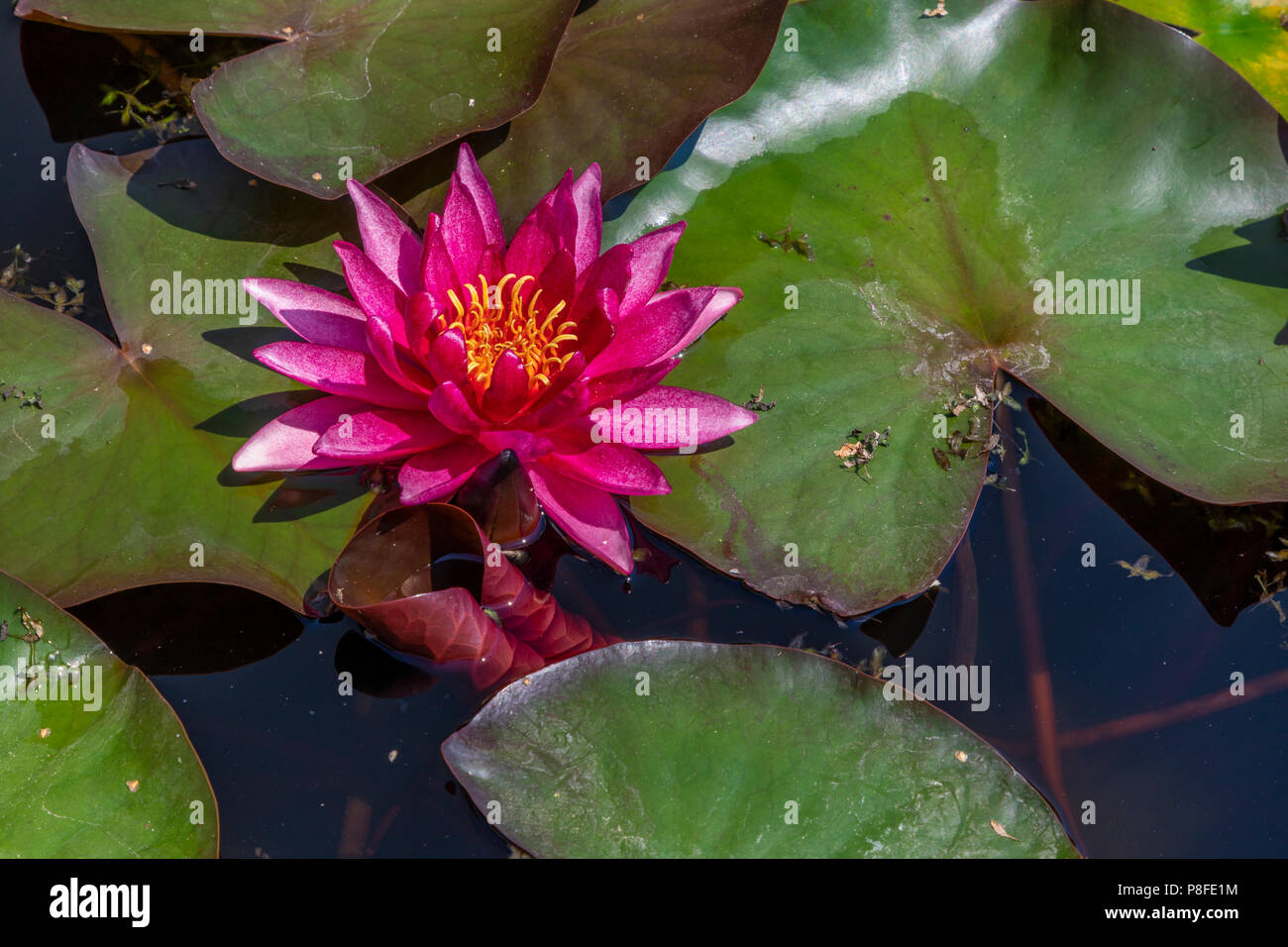 Water lilly plant hi-res stock photography and images - Alamy