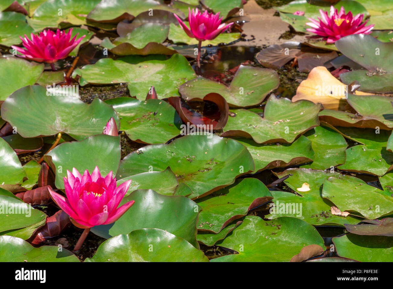 Water lilly plant hi-res stock photography and images - Alamy