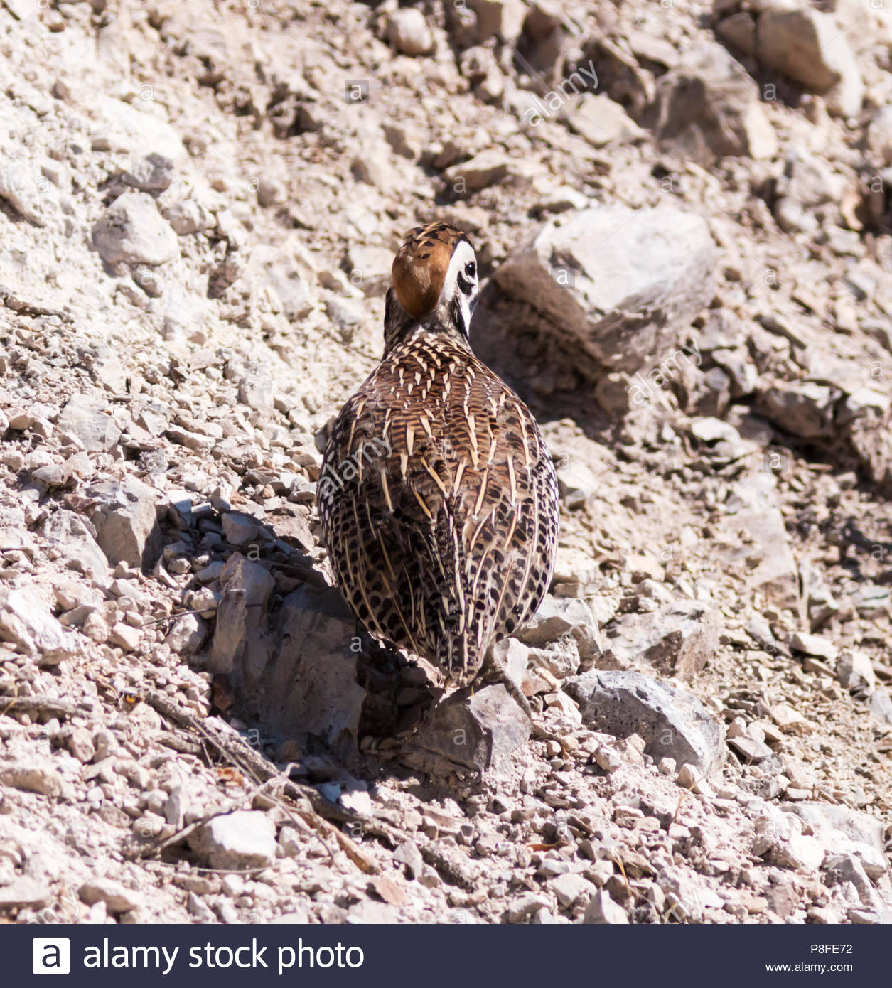 Mearns Quail High Resolution Stock Photography and Images - Alamy