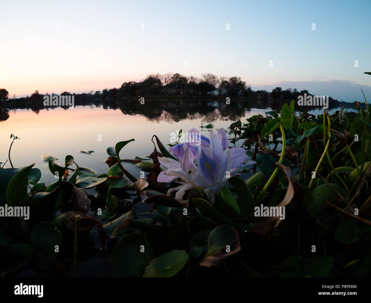 State Flower Of Louisiana High Resolution Stock Photography and Images ...