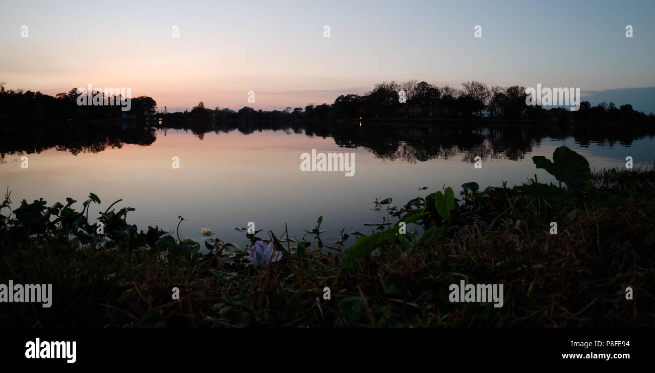 State Flower Of Louisiana High Resolution Stock Photography and Images ...