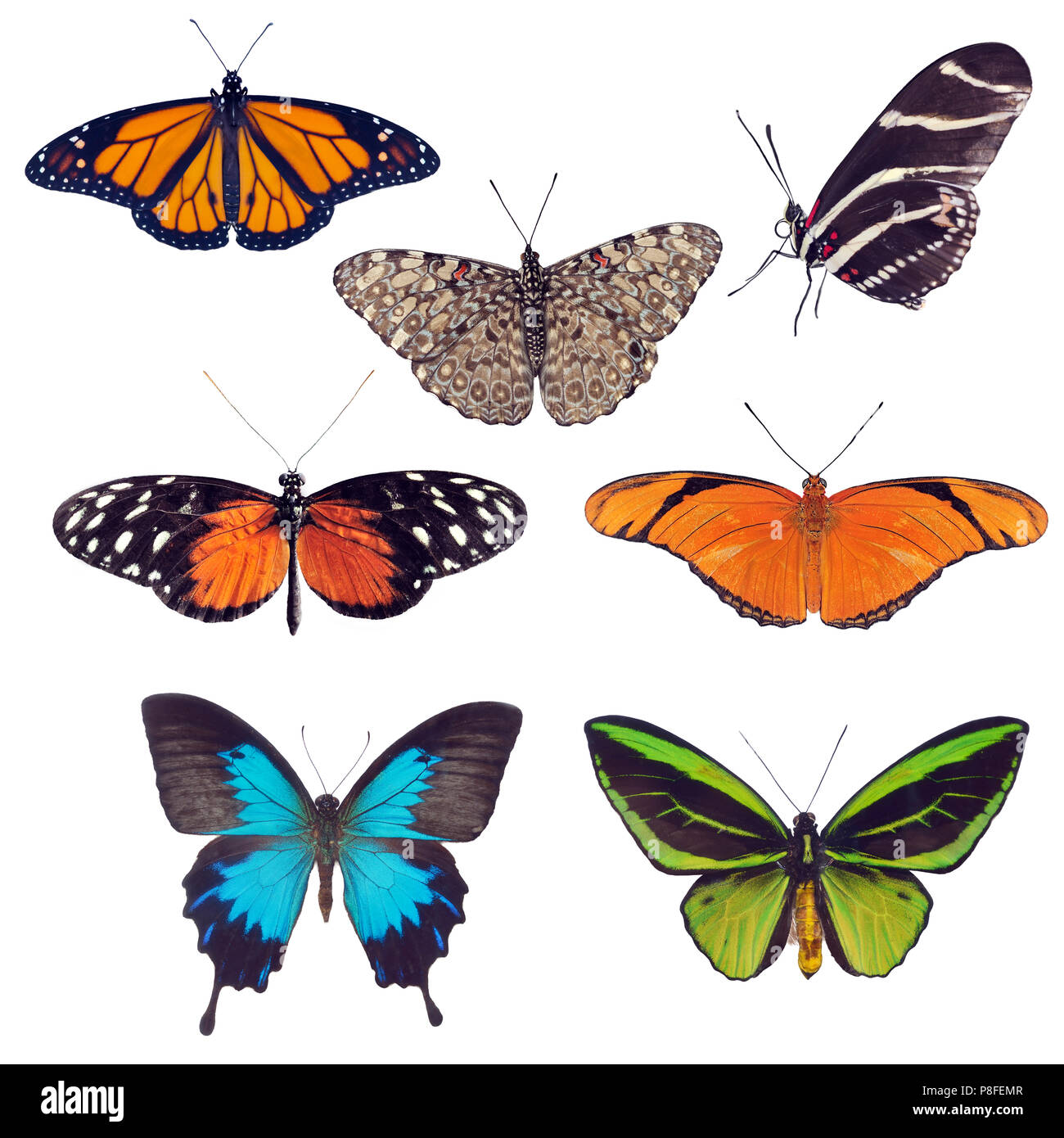 Butterfly collection isolated on White background Stock Photo - Alamy