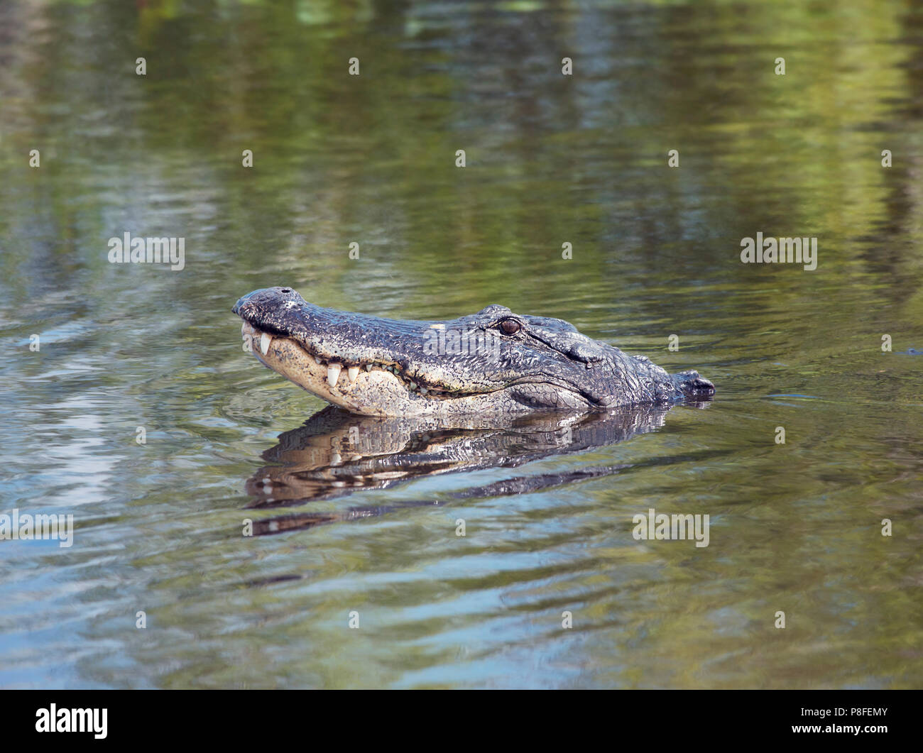 Large American alligator looking out of water in Florida lake Stock ...