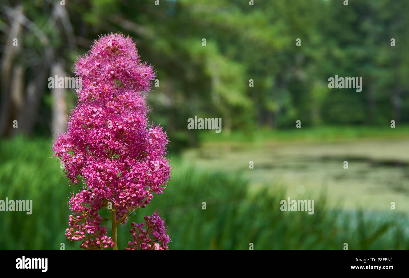 Wildflower colors hi-res stock photography and images - Alamy
