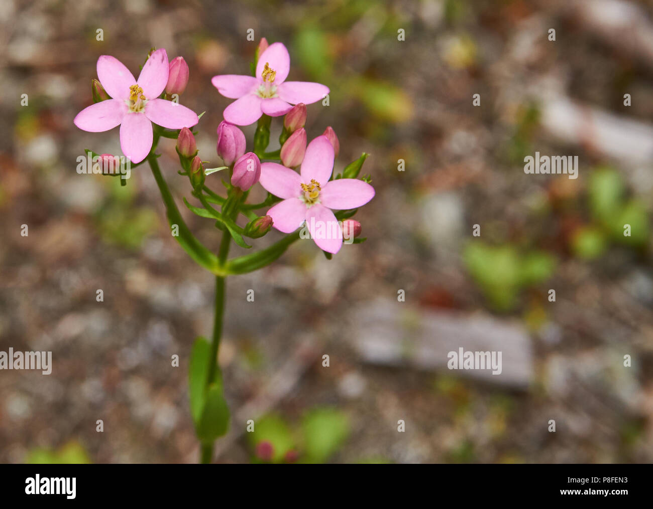Common centaury wildflower hi-res stock photography and images - Alamy
