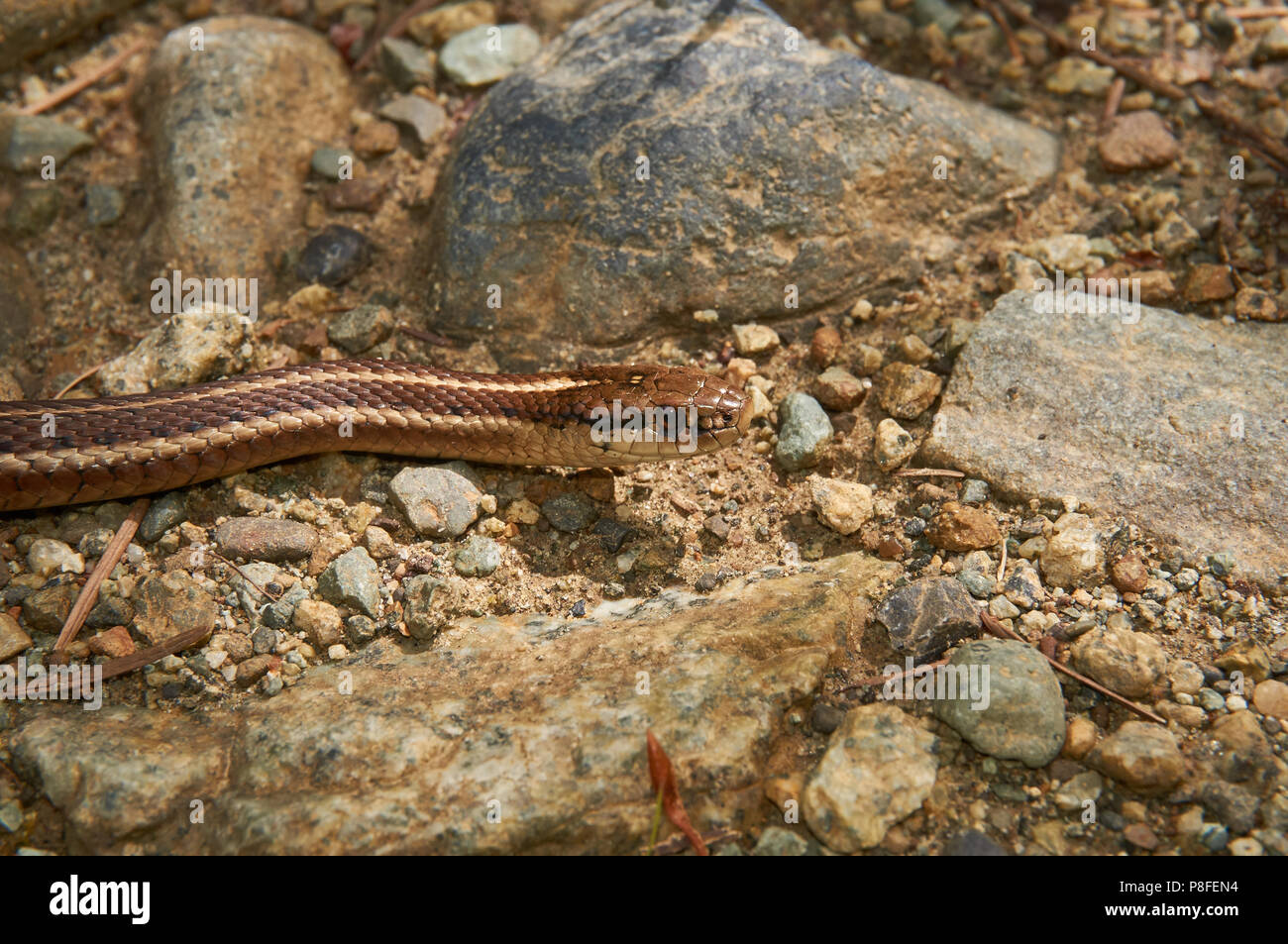 Living snake hi-res stock photography and images - Alamy