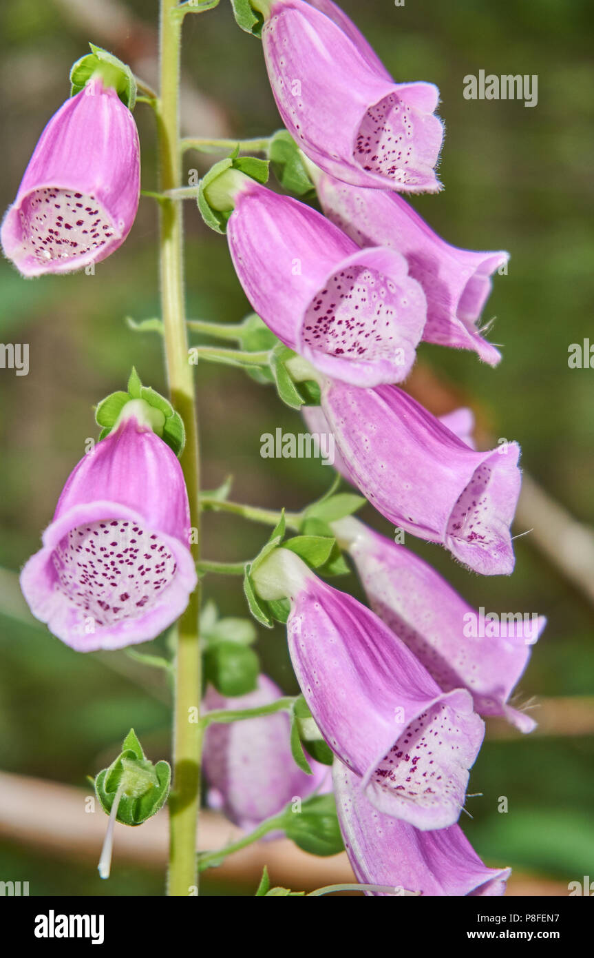 Digitalis purpurea plant hi-res stock photography and images - Alamy