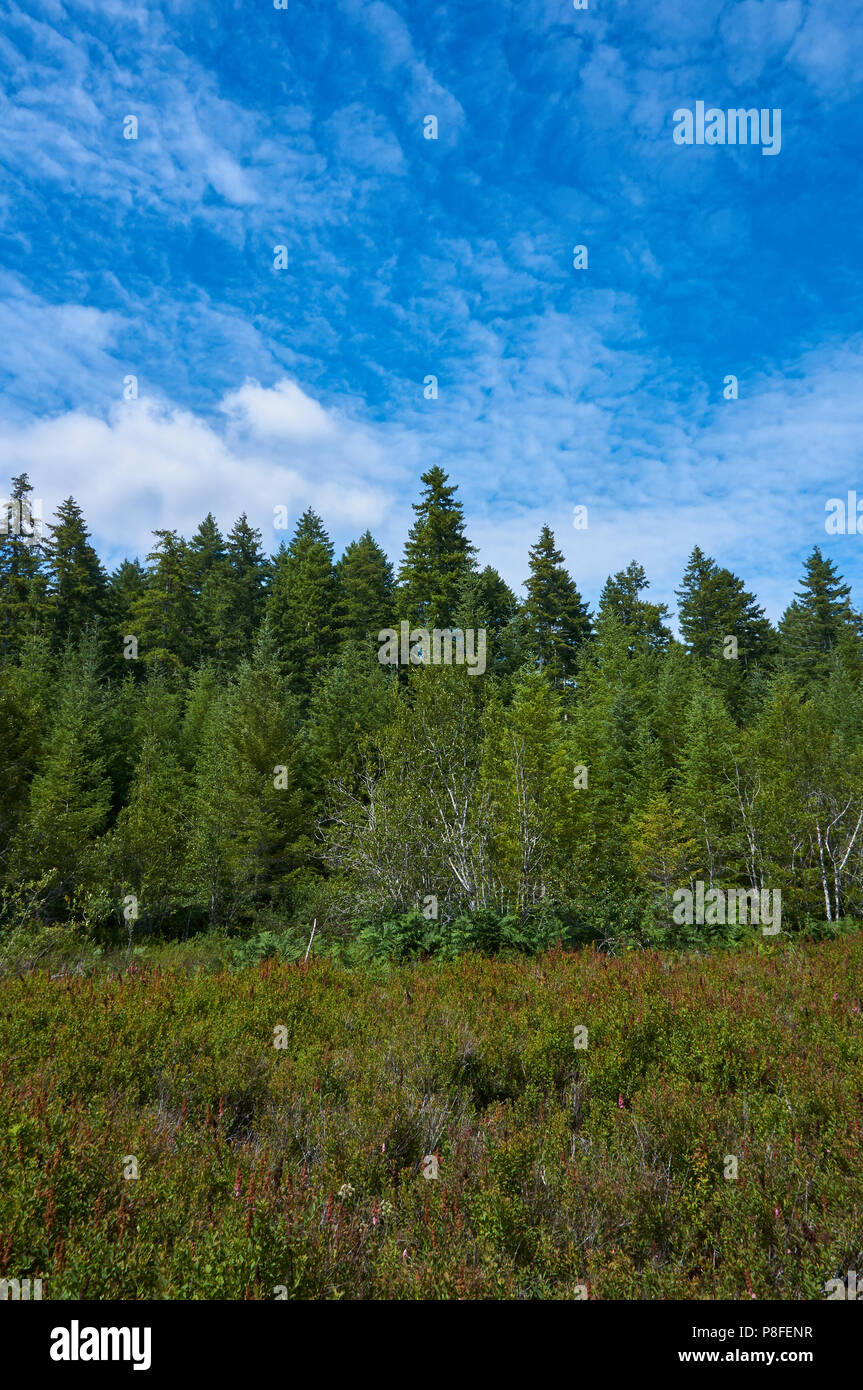 Swamp Forest Sky Stock Photo - Alamy