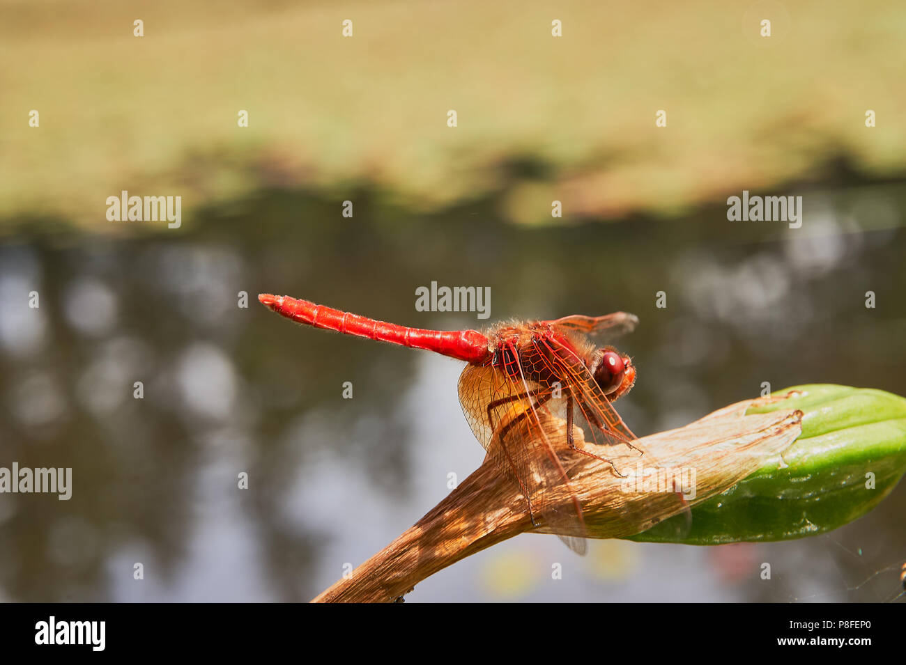Red Dragon Fly Stock Photo - Alamy