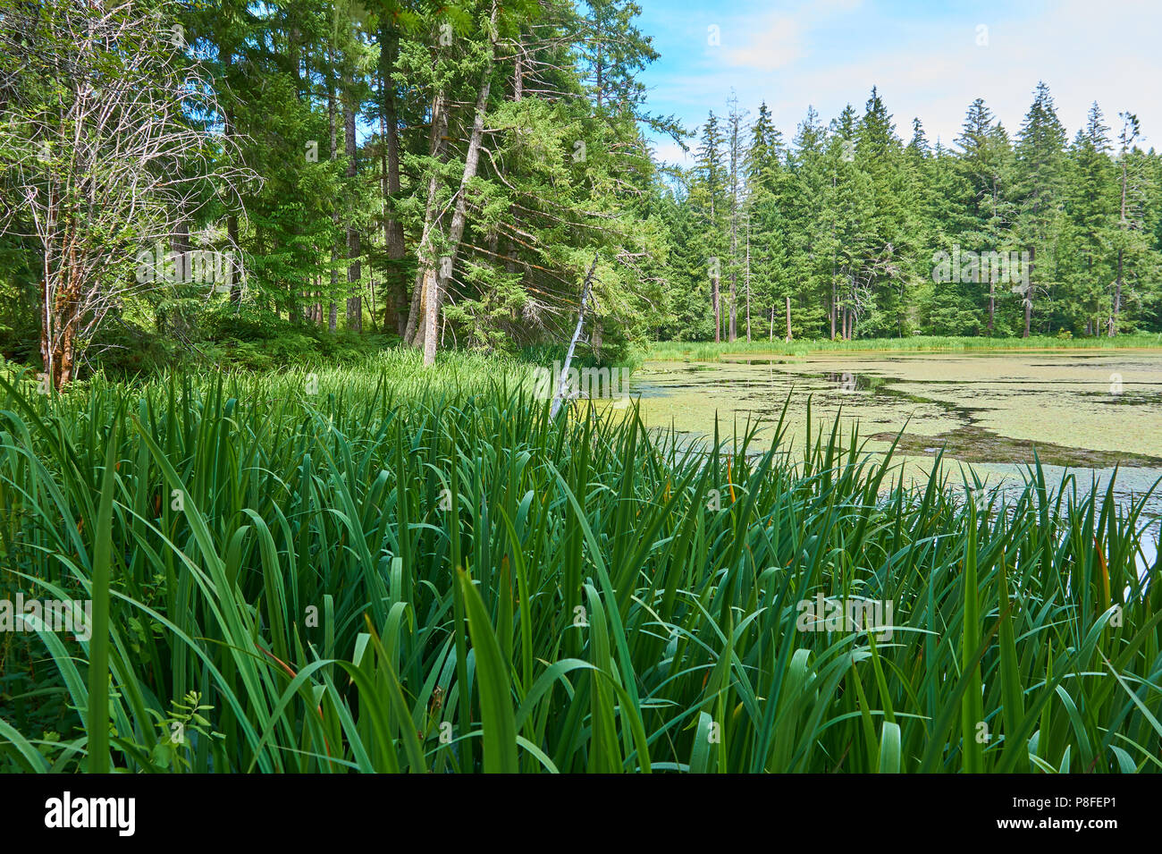Beaver pond marsh hi-res stock photography and images - Alamy