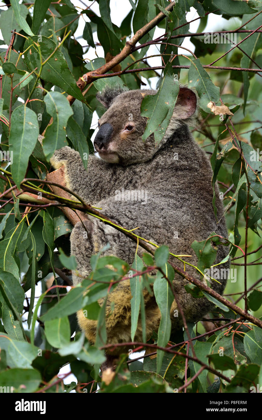 Koala In Tree Eating Eucalyptus Leaves High Resolution Stock ...