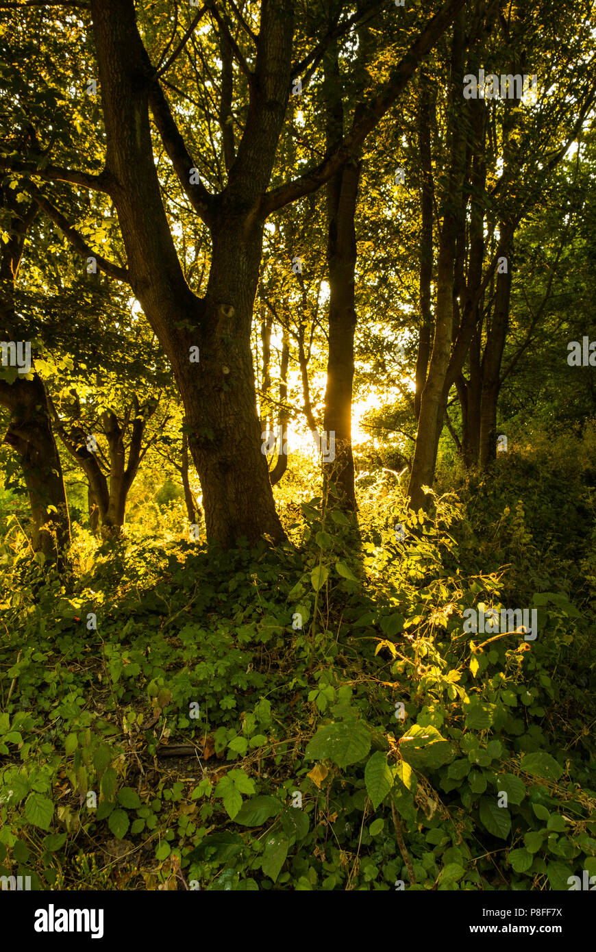 Sunlight through trees summer day hi-res stock photography and images ...