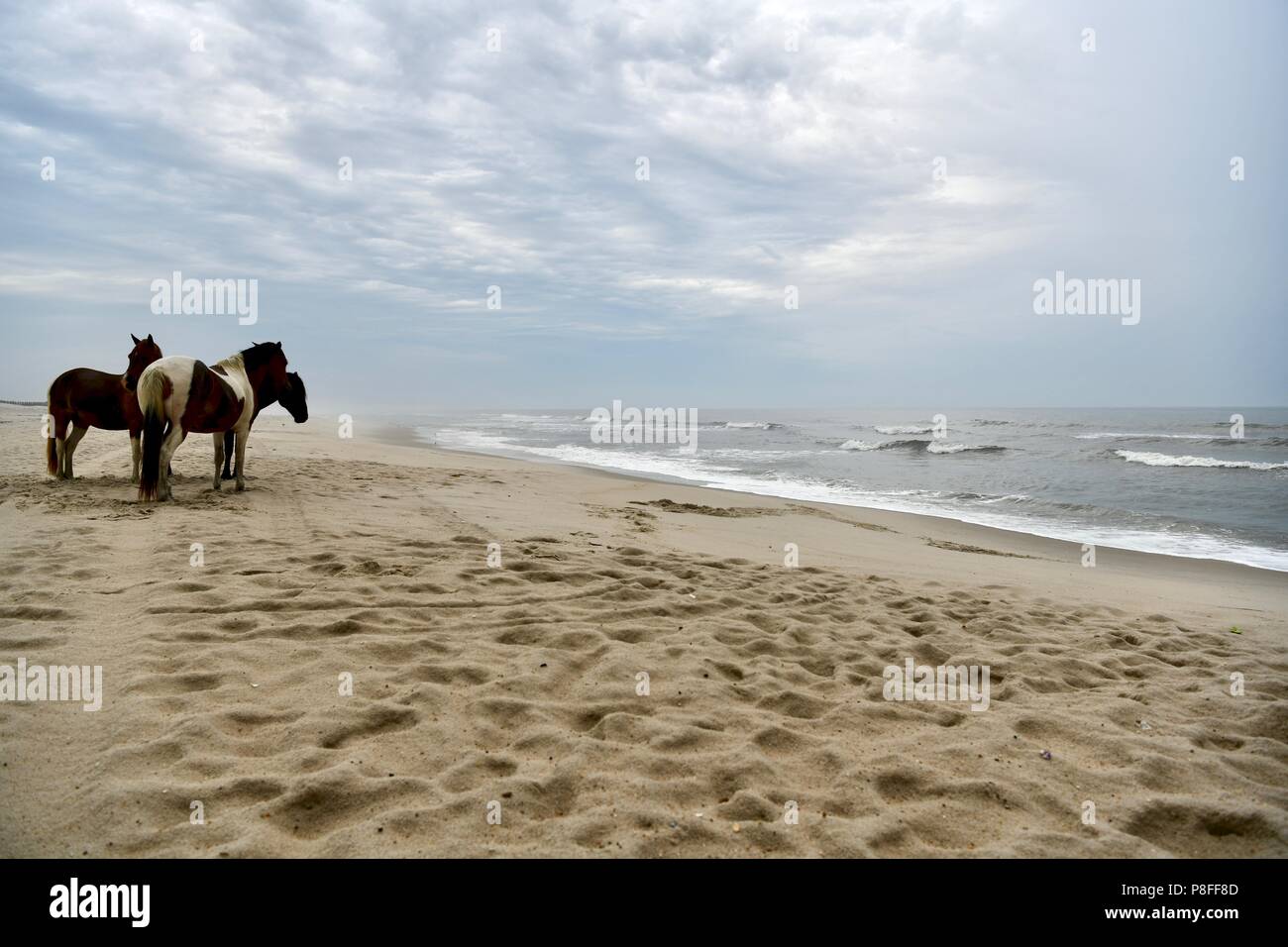 Ponies On Beach High Resolution Stock Photography and Images - Alamy