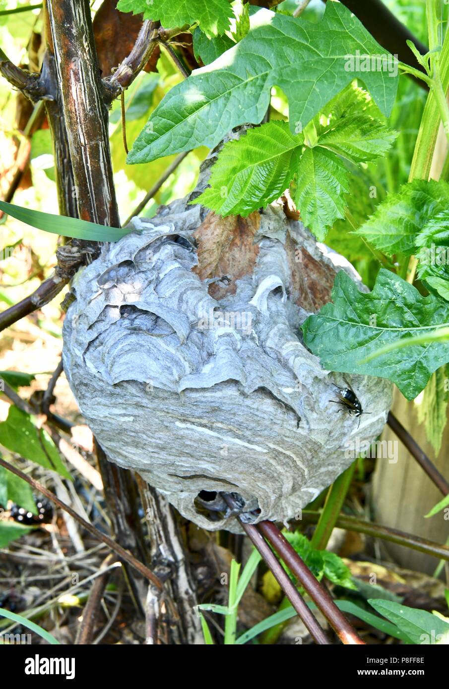Bee's nest hi-res stock photography and images - Alamy