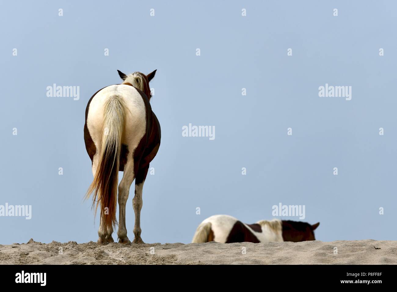 Wild ponies on the beach at Assateague island, MD, USA Stock Photo - Alamy