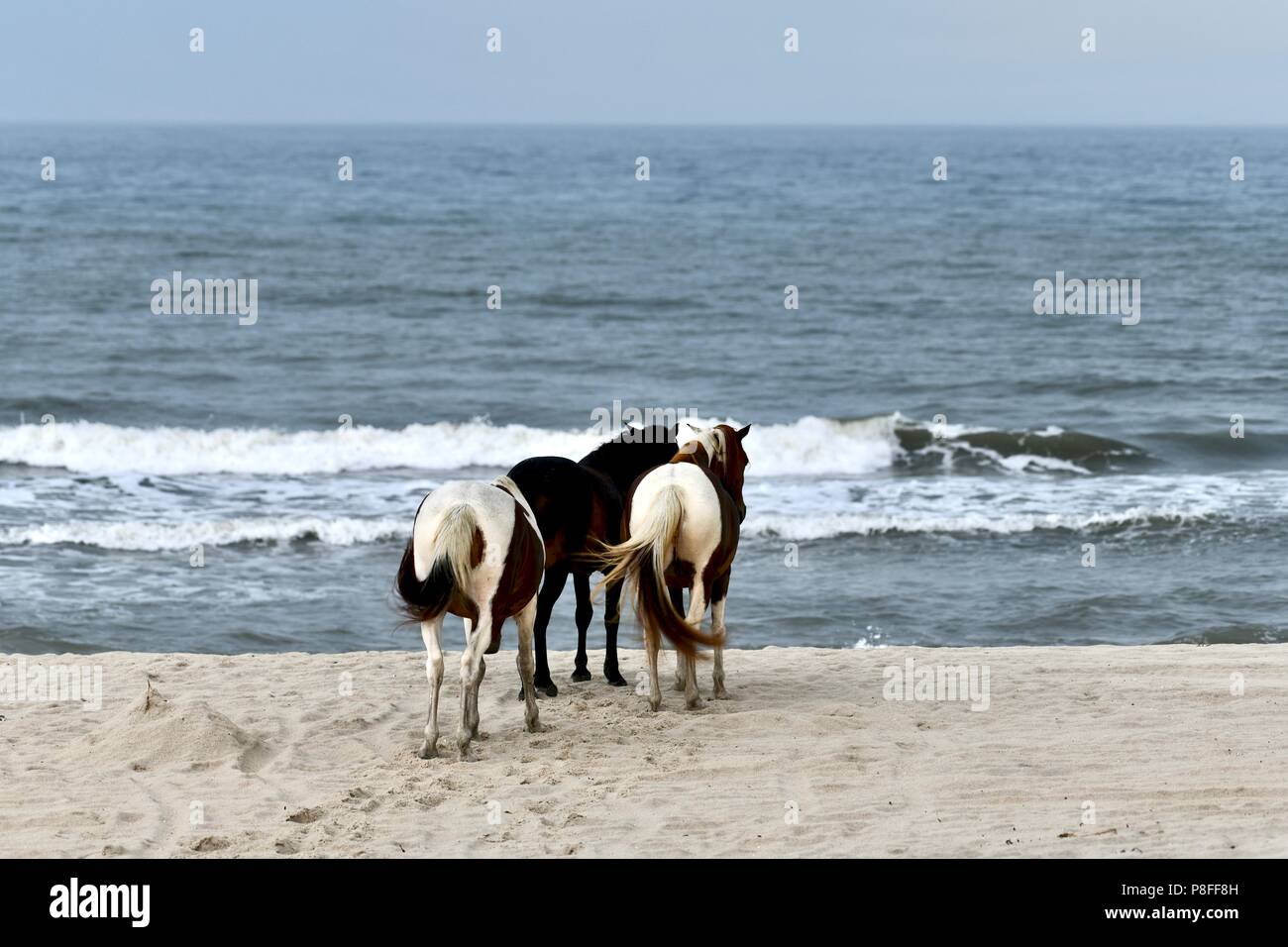 Wild ponies on the beach at Assateague island, MD, USA Stock Photo - Alamy