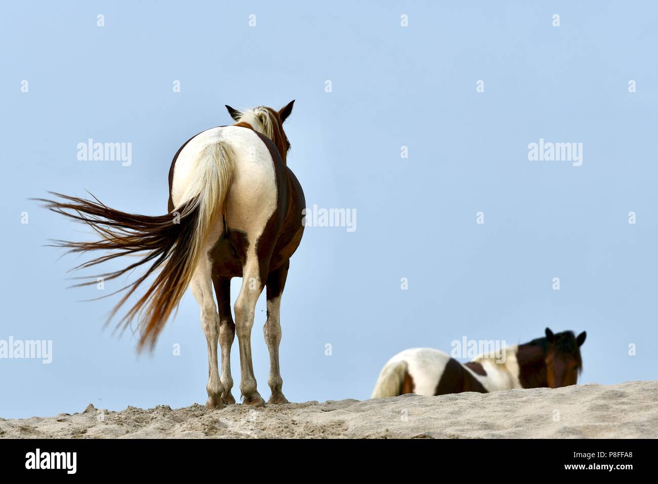 Ponies on beach hi-res stock photography and images - Alamy
