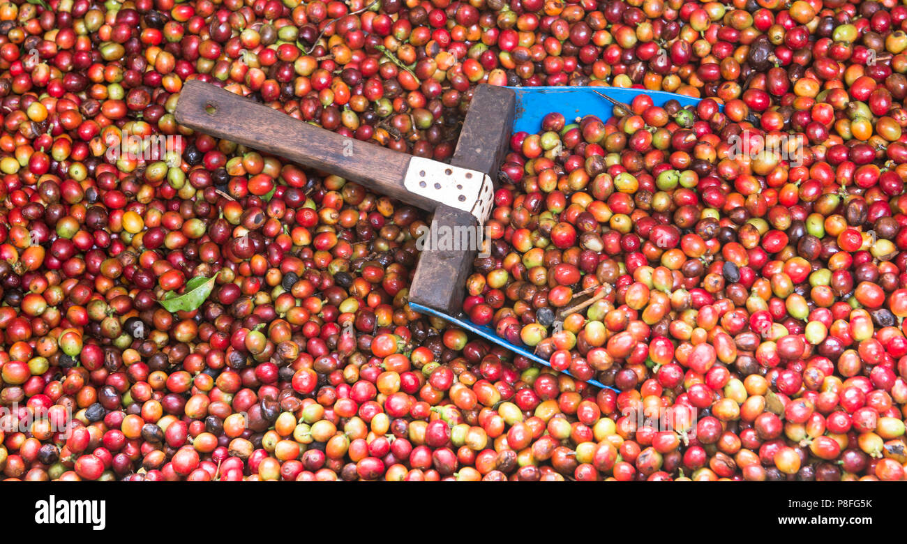 Costa rica coffee production hi-res stock photography and images - Alamy