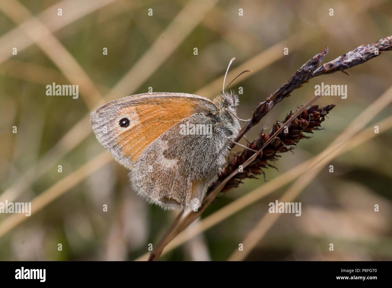 Meadow brown, Maniola jurtina, UK, Europe Stock Photo - Alamy