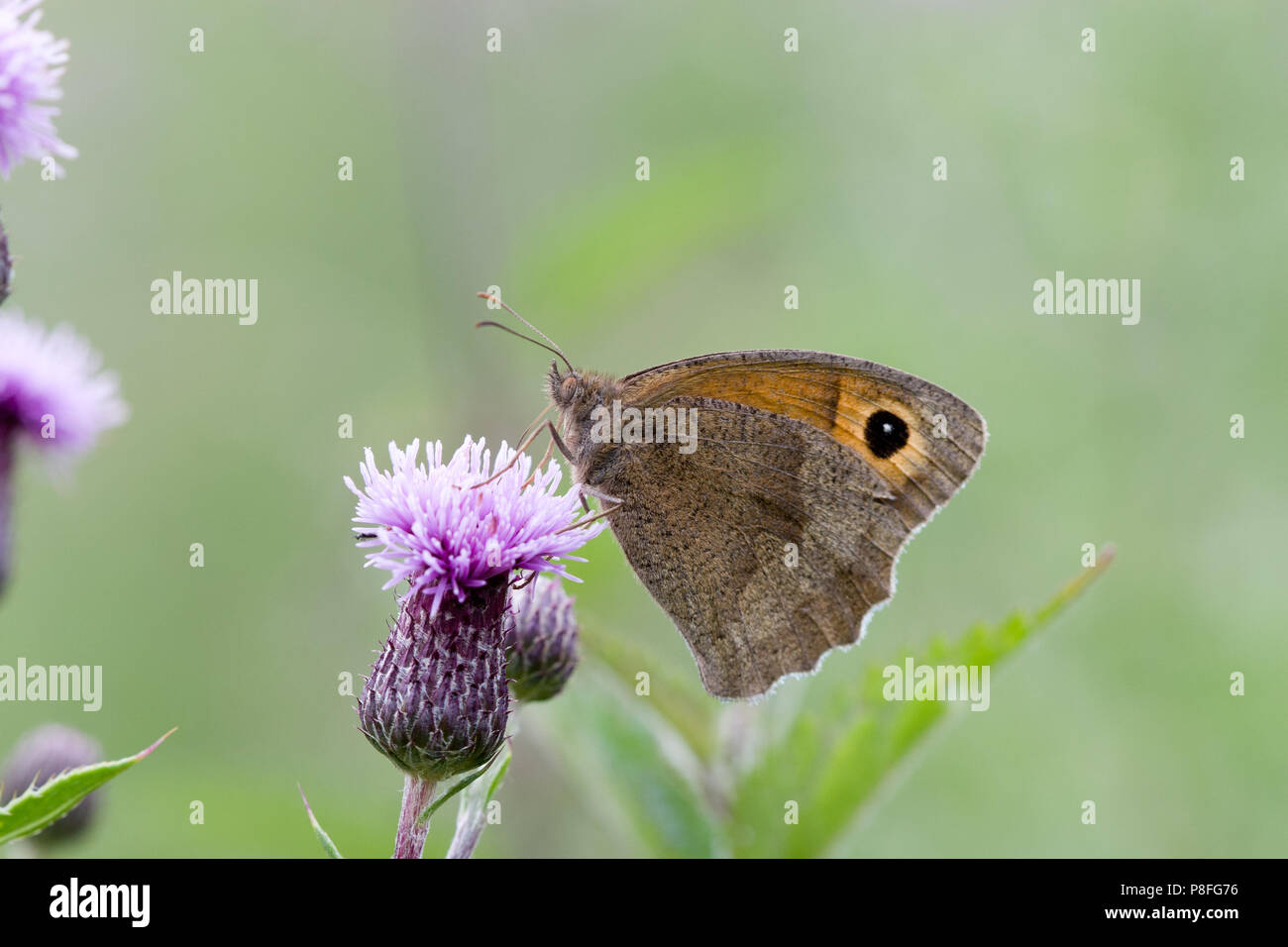 Brown scale insects hi-res stock photography and images - Alamy