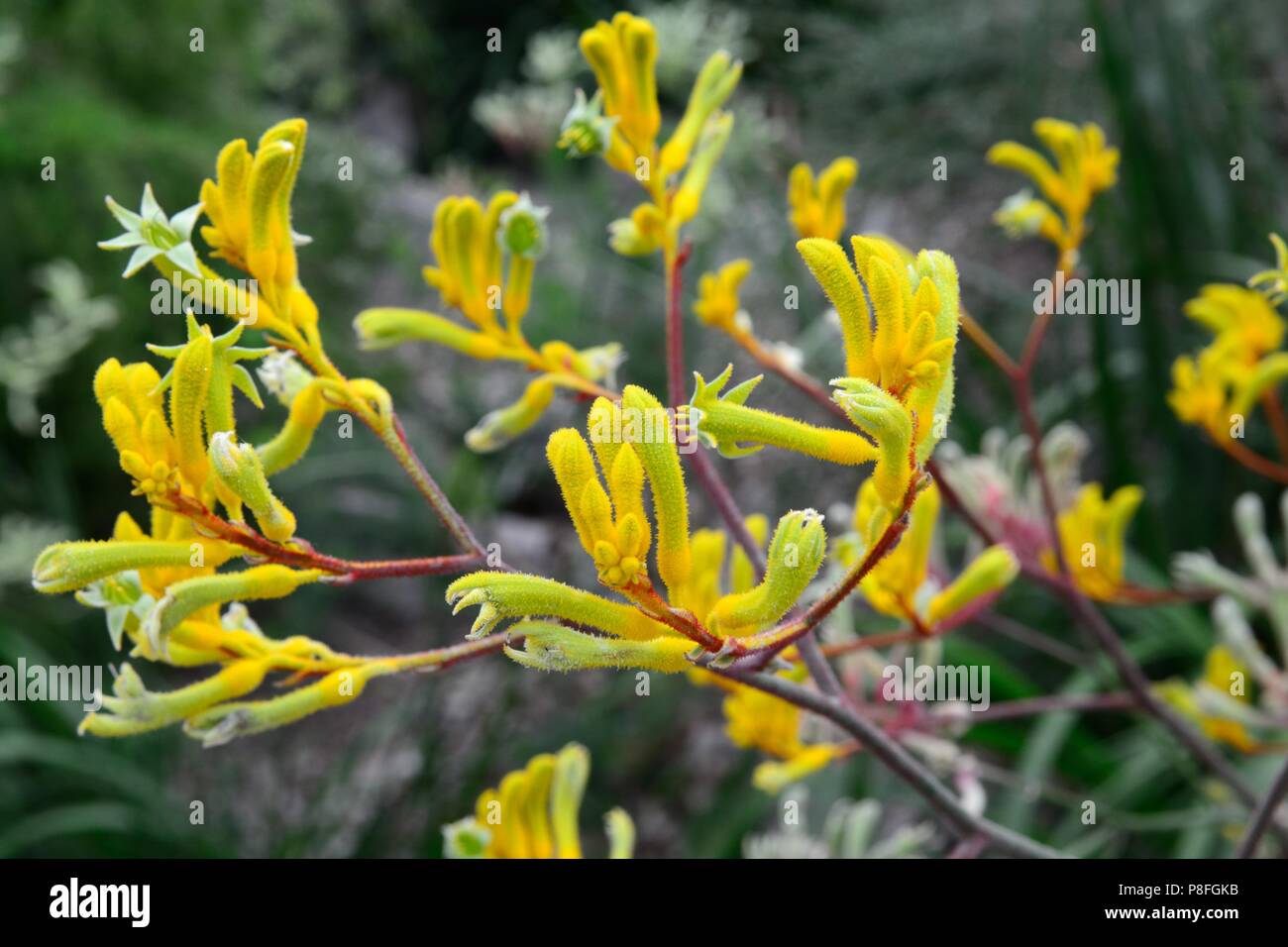 Yellow gem hi-res stock photography and images - Alamy