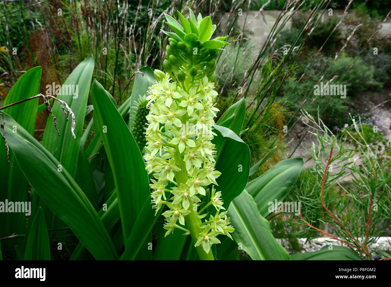 Eucomis comosa pineapple flower pineapple lily flower spike Stock Photo ...