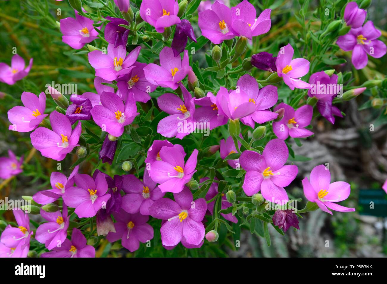 Sea rose hi-res stock photography and images - Alamy