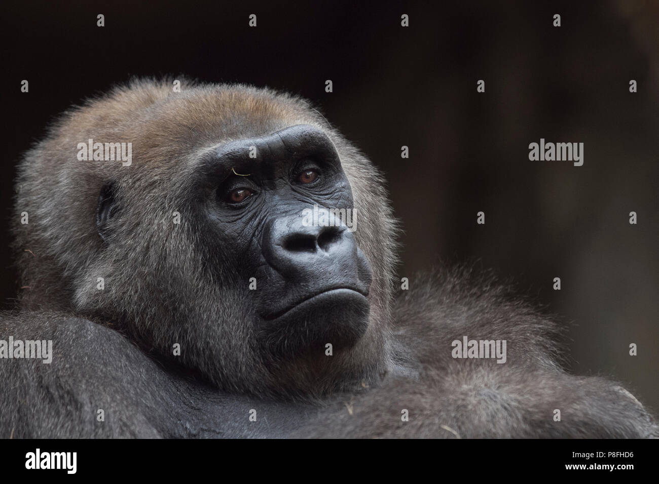 Angry gorilla hi-res stock photography and images - Alamy