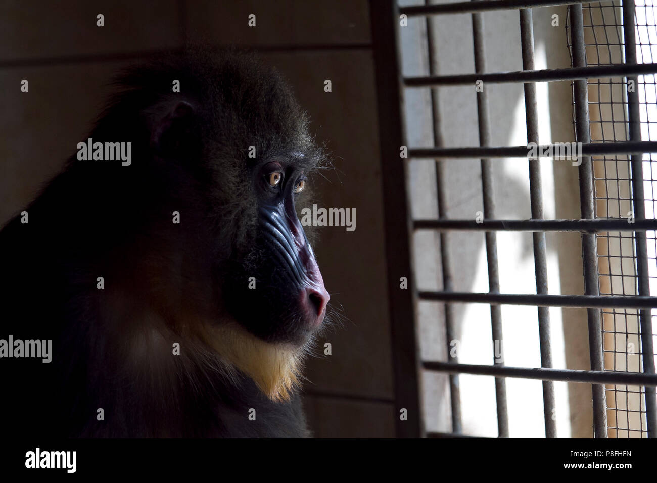 Sad monkey hi-res stock photography and images - Alamy