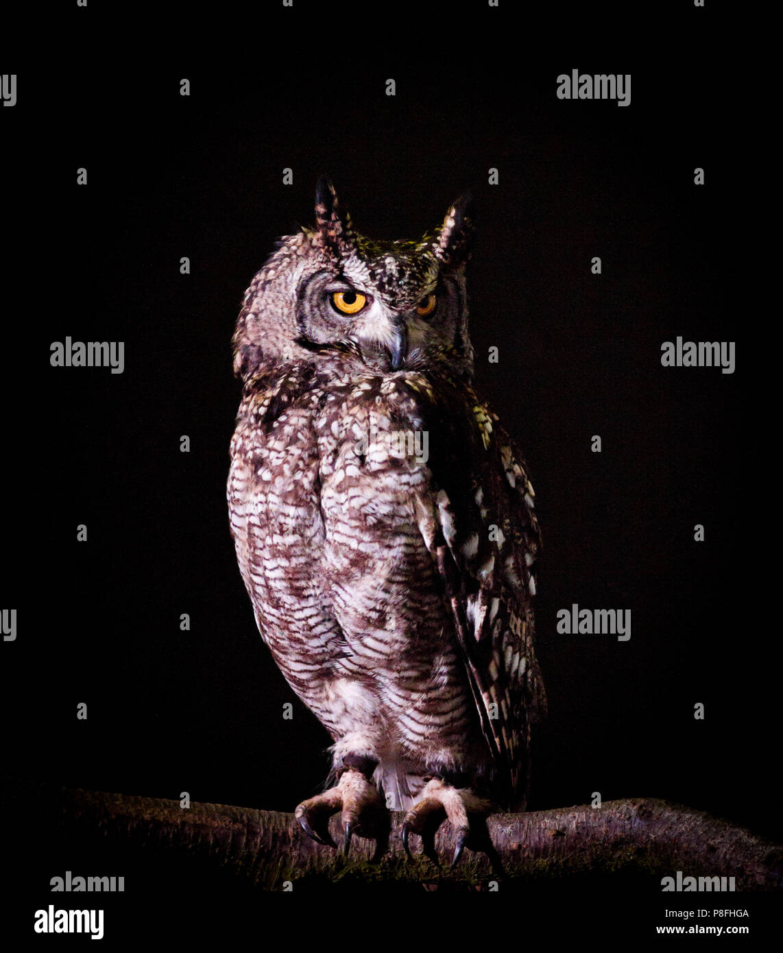 African eagle owl Stock Photo - Alamy